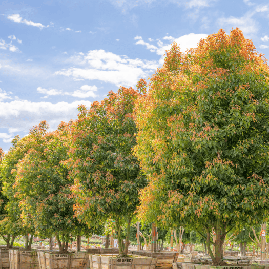 7 Best Fast Growing Trees for Vibrant Fall Color