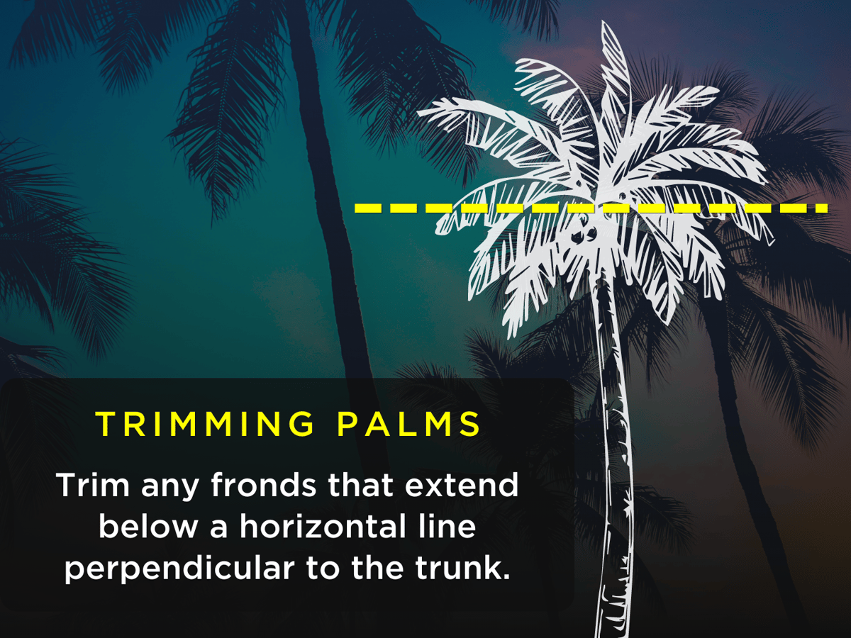 How to Trim Palm Trees in Texas