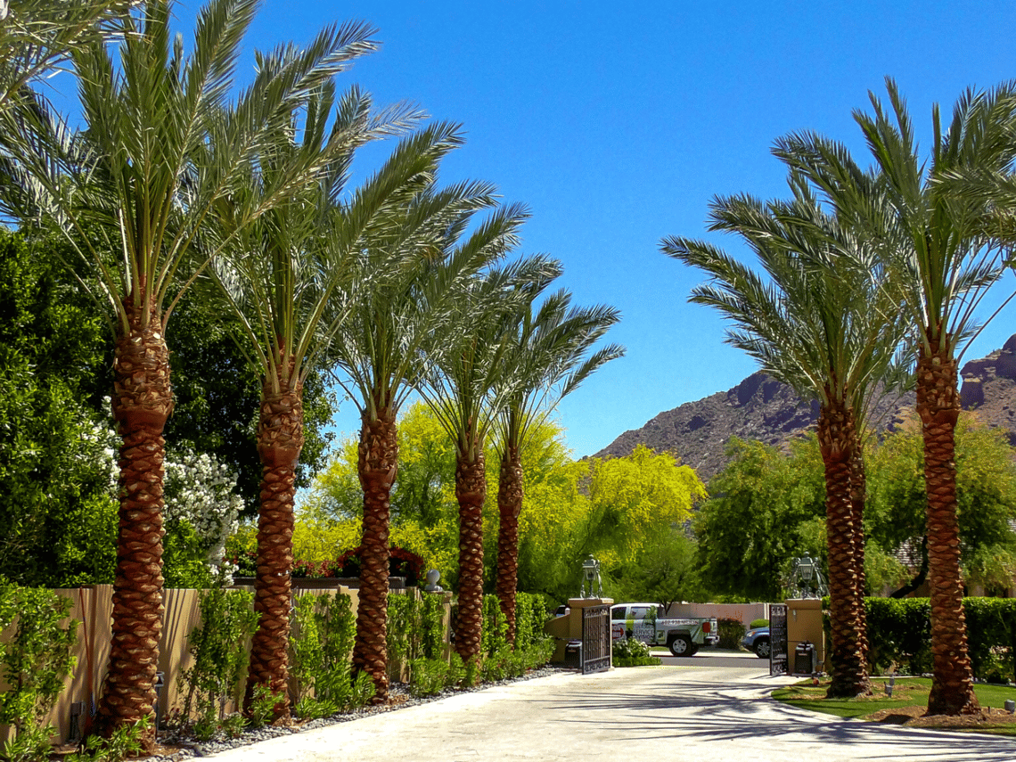 UTILIZING GROUPS OF TREES IN YOUR LANDSCAPE STYLE