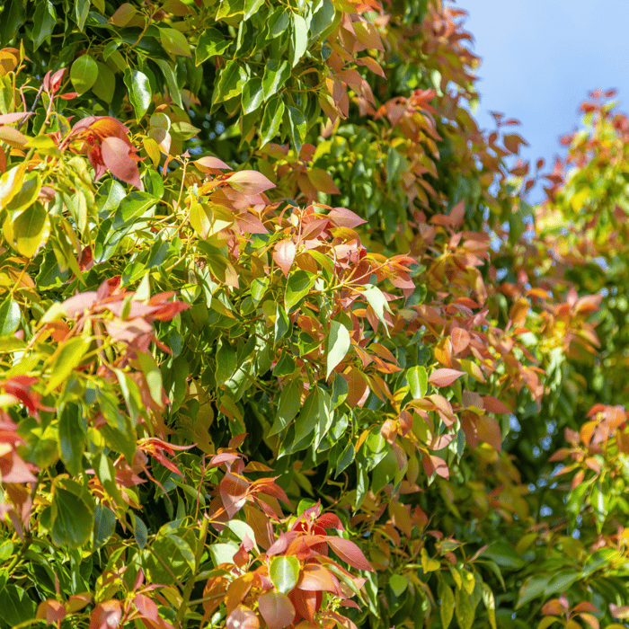 7 Best Fast Growing Trees for Vibrant Fall Color