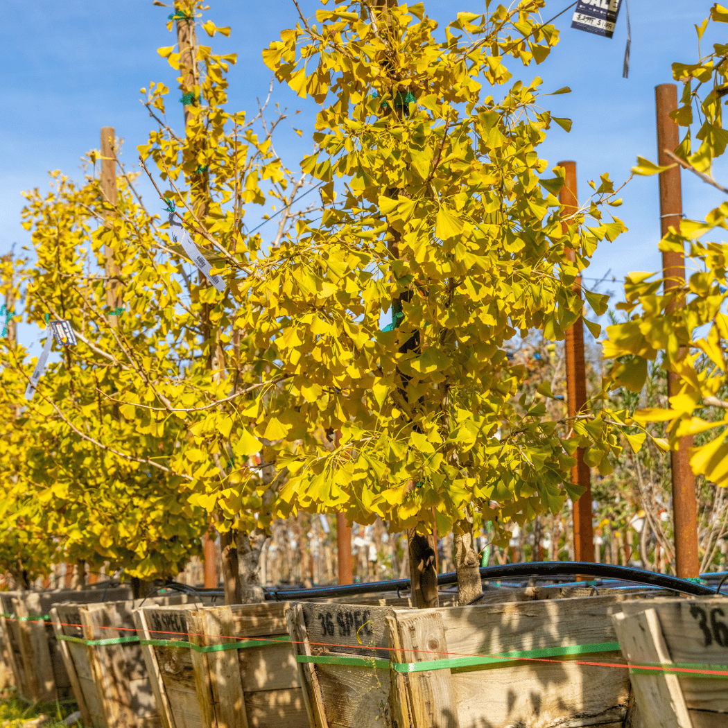 7 Best Fast Growing Trees for Vibrant Fall Color