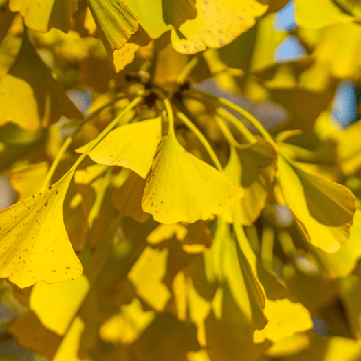 7 Best Fast Growing Trees for Vibrant Fall Color