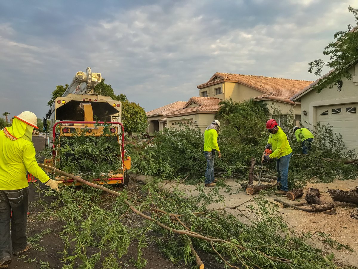 5 Tree Maintenance Tips from Our Tree Care Service