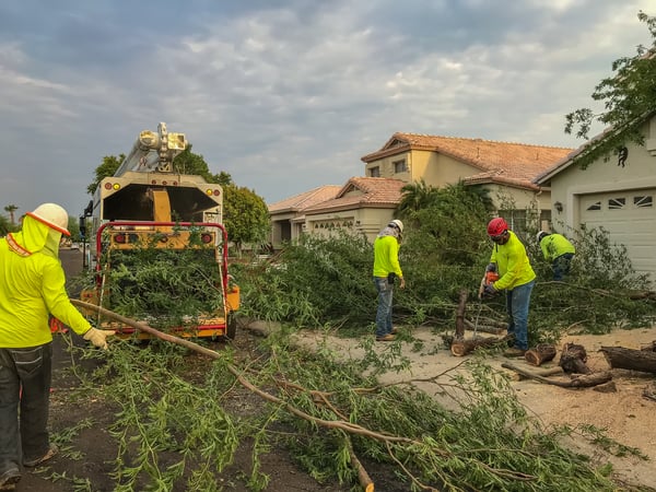 5 Tree Maintenance Tips from Our Tree Care Service