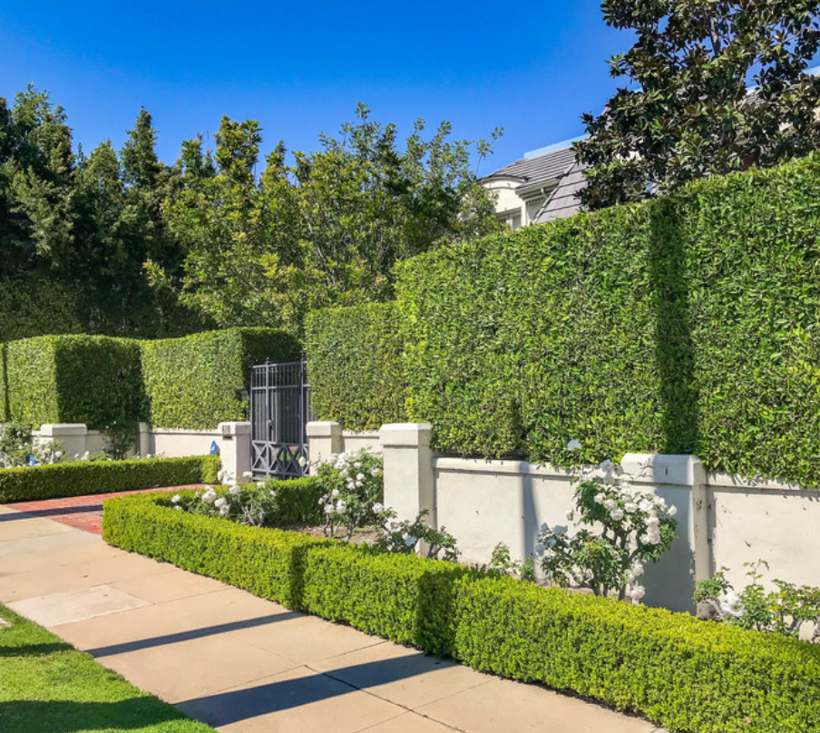 How to Build Hollywood Style Hedges in Arizona