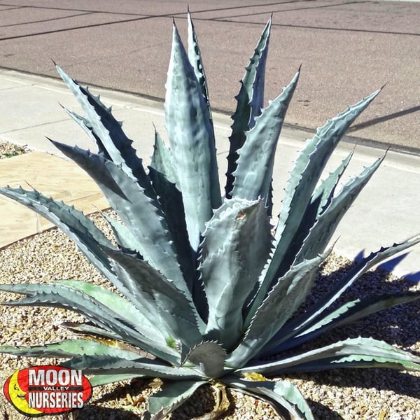How to Xeriscape with Cacti and Agave in Nevada