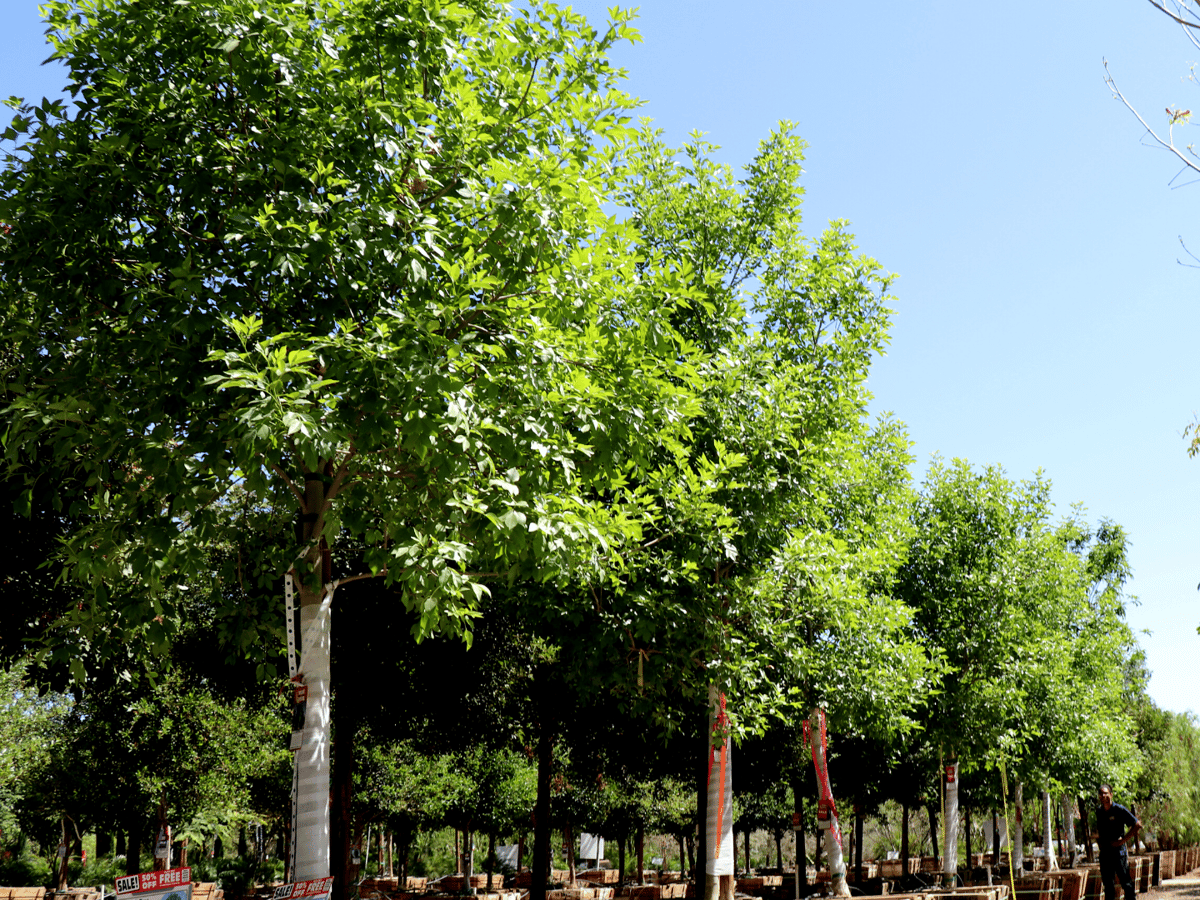 7 Best Fast-Growing Trees for Vibrant Fall Color in Arizona