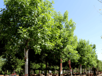 7 Best Fast-Growing Trees for Vibrant Fall Color in Arizona