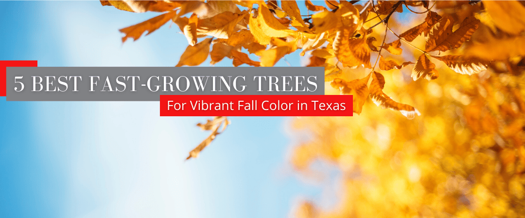 5 Best Fast-Growing Trees for Vibrant Fall Color in Texas