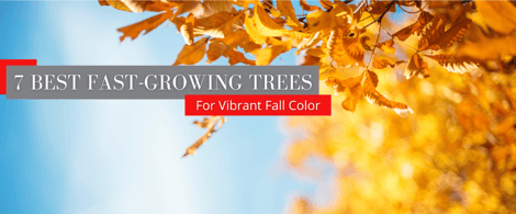 7 Best Fast Growing Trees for Vibrant Fall Color