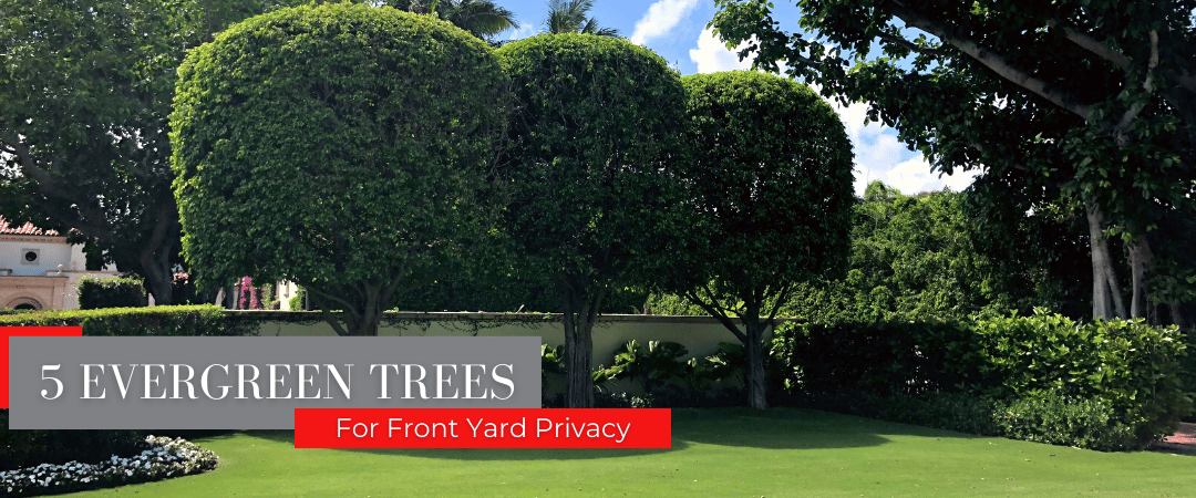 5 Evergreen Trees for Front Yard Privacy in California
