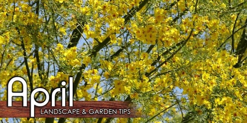 April Monthly Landscape & Garden Tips for AZ