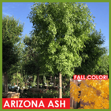 Landscape and Garden Tips (December)