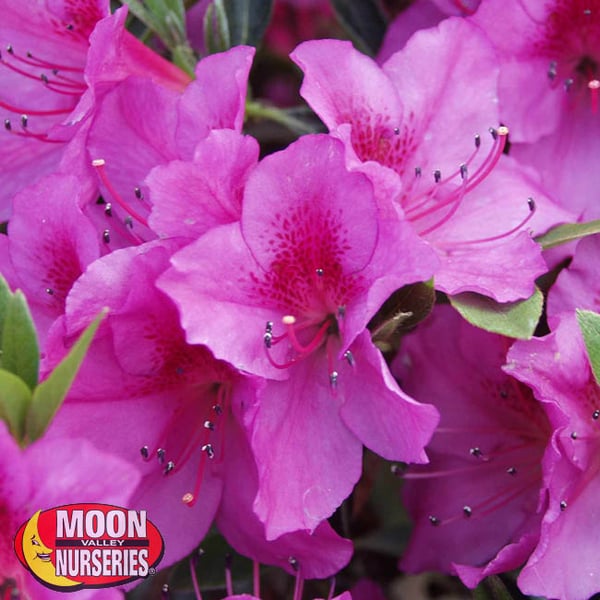 Top 5 Fall Flowering Trees and Plants