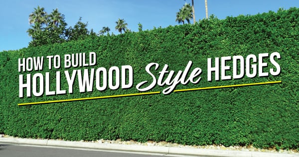 How to Build Hollywood Style Hedges in Arizona