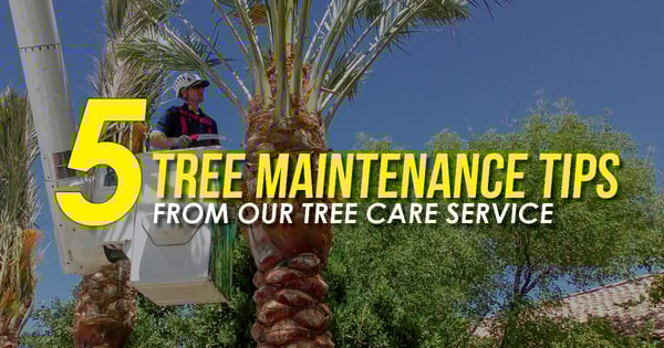 5 Tree Maintenance Tips from Our Tree Care Service