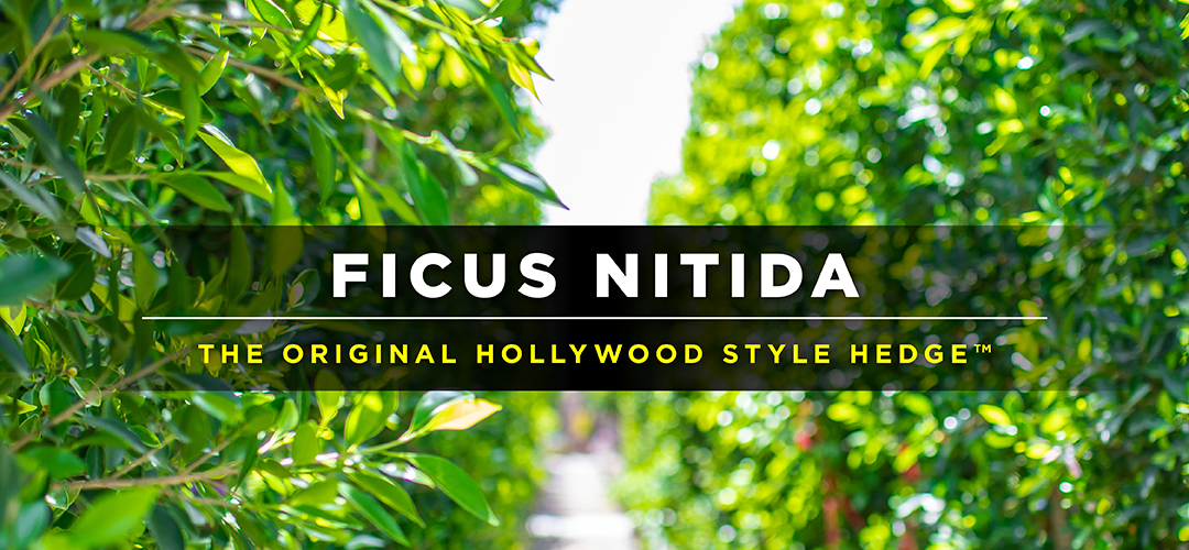 Ficus Nitida: The Original Hollywood Style Hedge