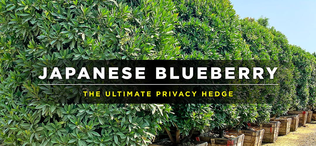 The Ultimate Privacy Hedge for Texas - The Japanese Blueberry