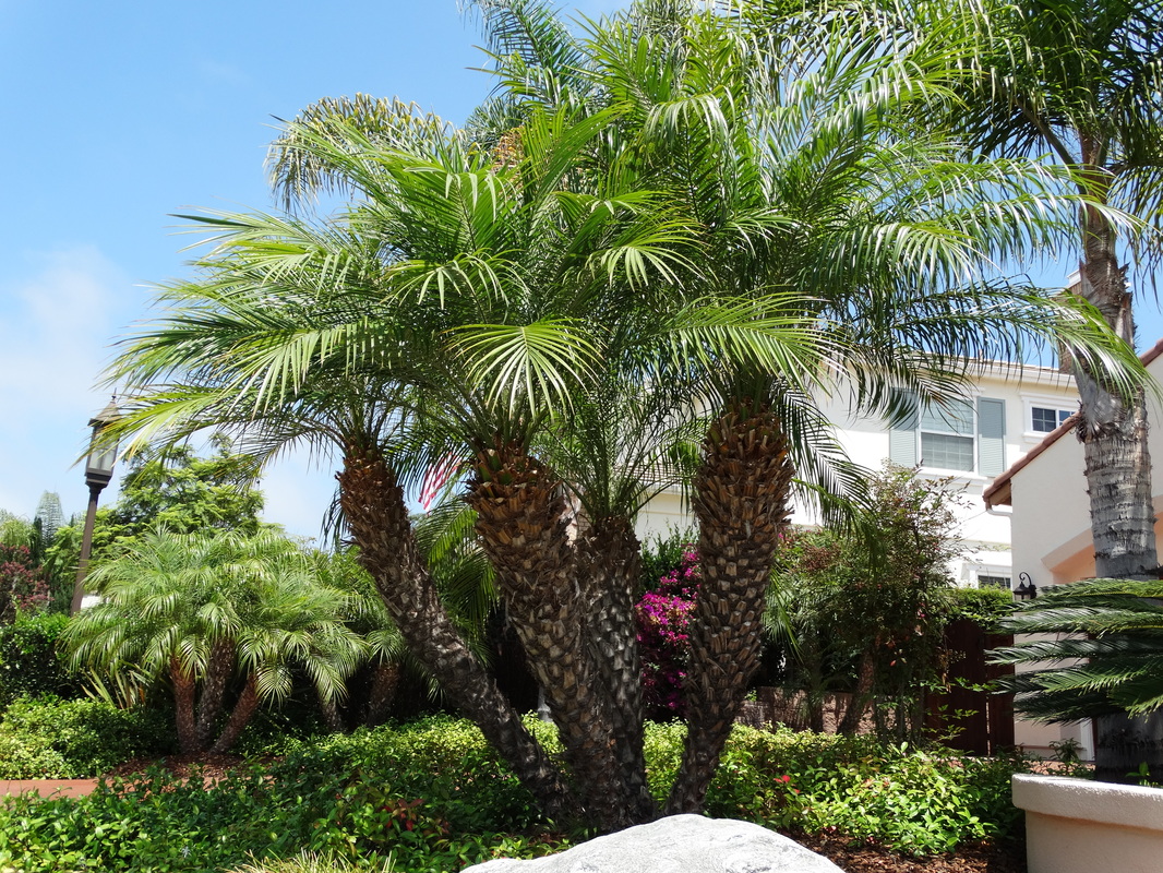 The Secret To Healthy Palms