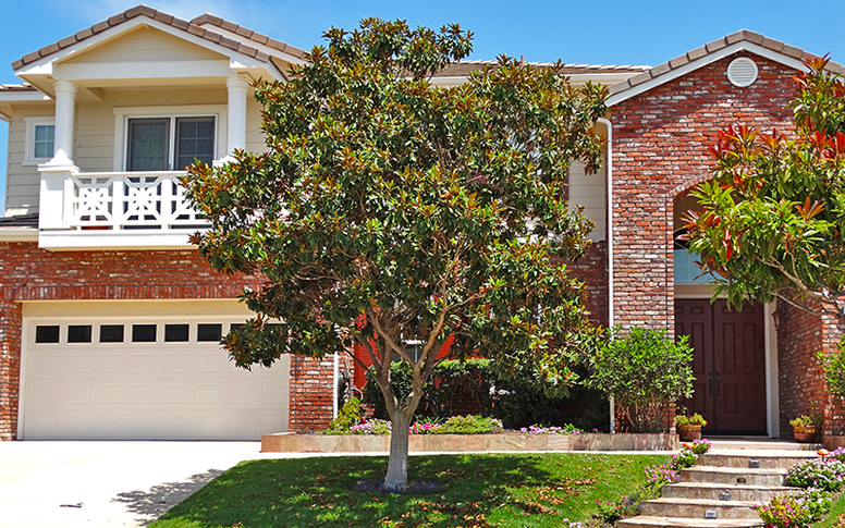 Magnolia: An Elegant Evergreen & Flowering Tree