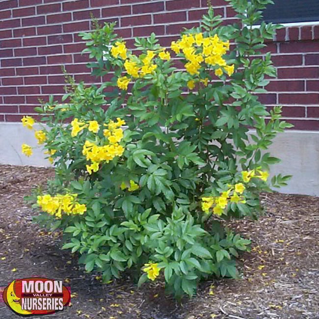 May Landscape & Garden Tips