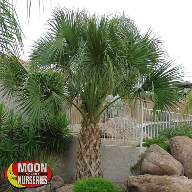 Bring the Tropics to Texas with Sabal Palms