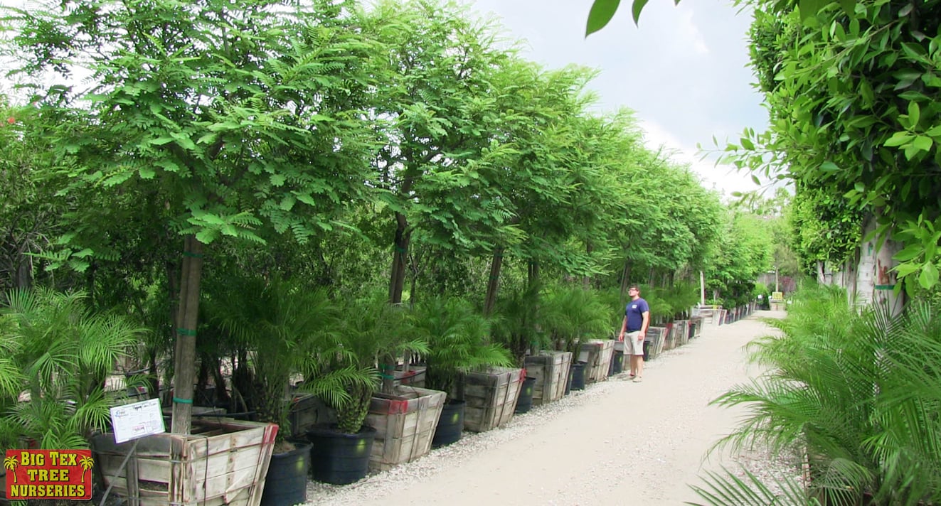 HOW TO GROW AND CARE FOR TIPU TREES