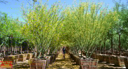 BEST LOW WATER TREES & PLANTS FOR HOUSTON