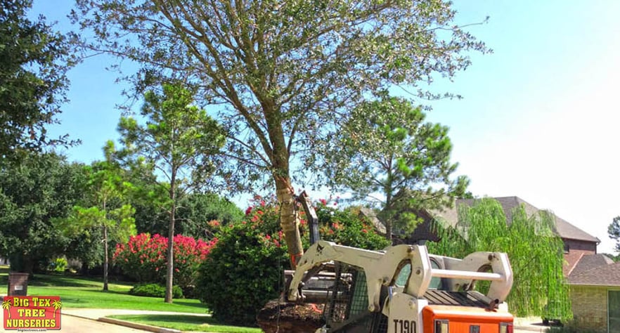 3 BEST TREES AND SHRUBS TO PLANT RIGHT NOW