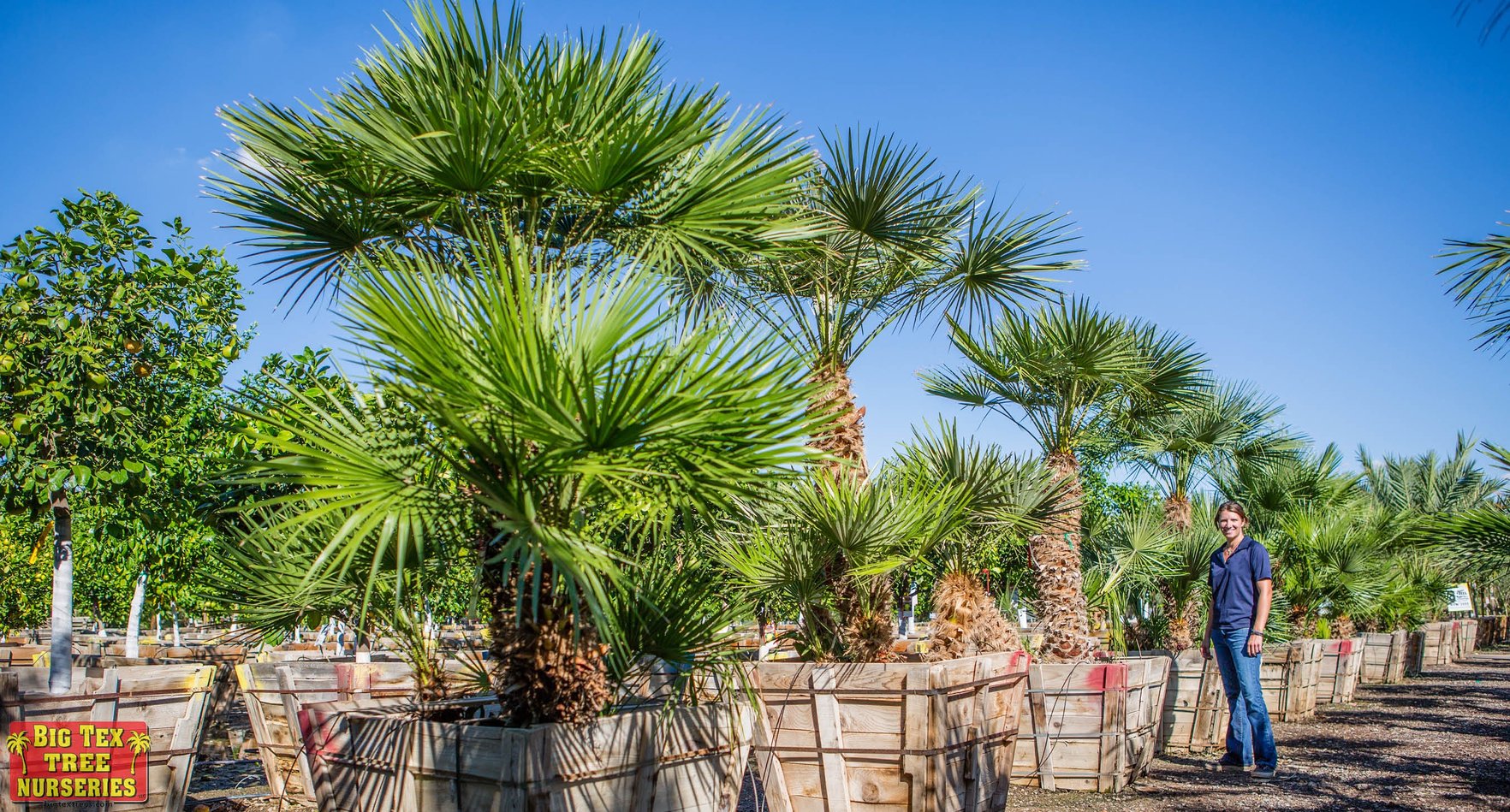 SURPRISINGLY COLD HARDY TREES