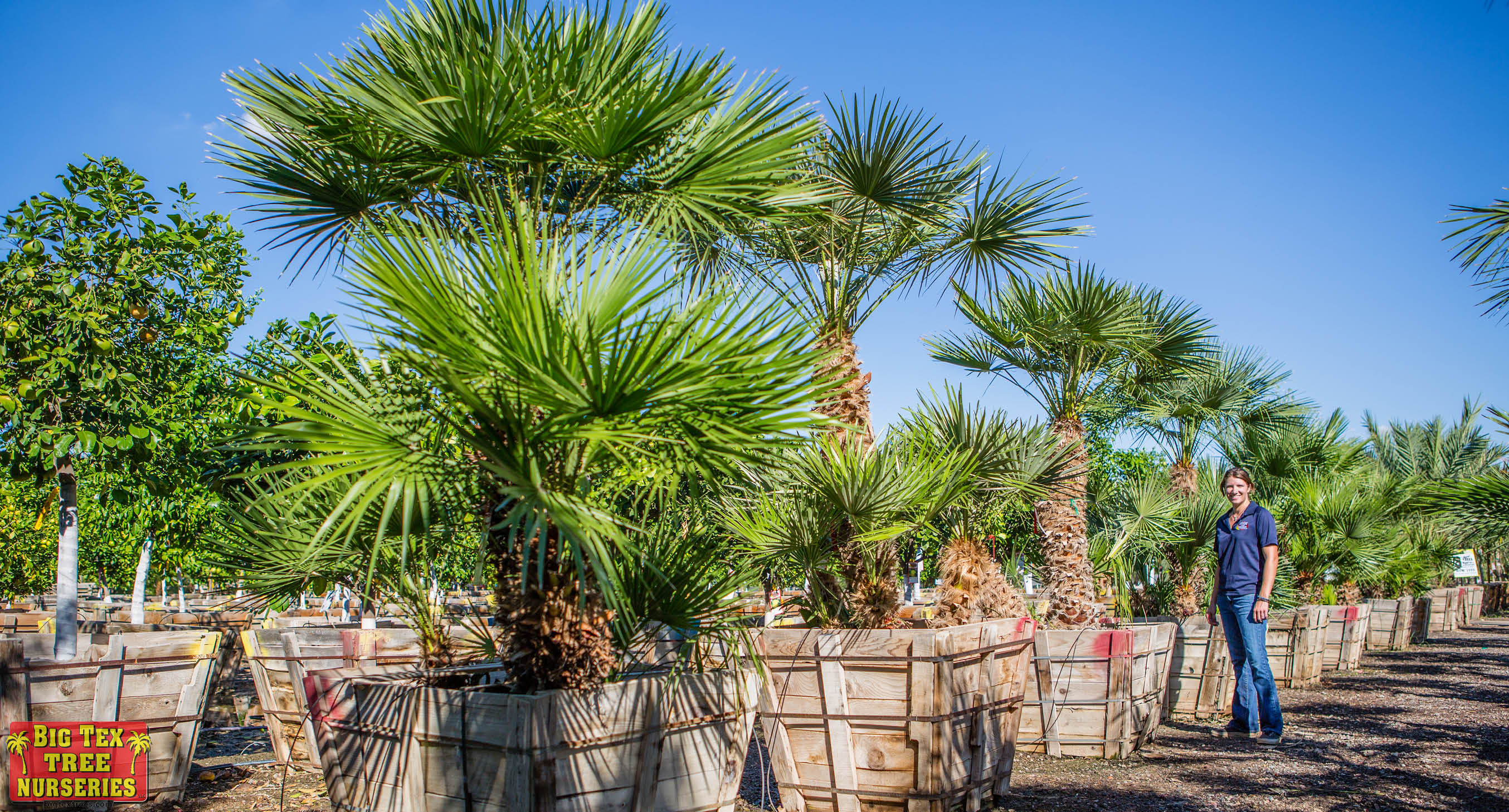 Cold Hardy Palms We Can Grow in Houston