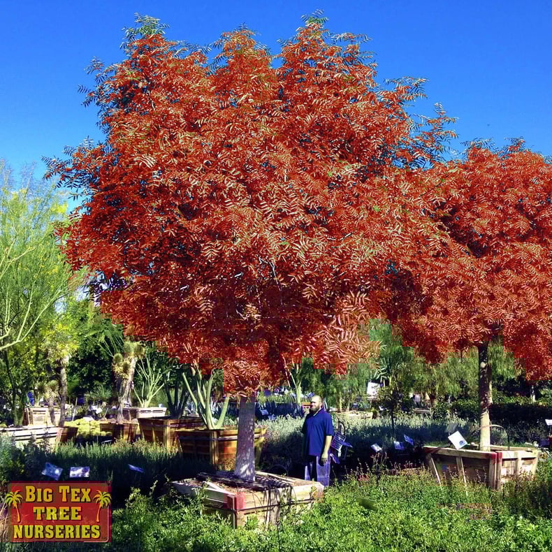 FROM OUR FARMS TO YOUR YARD