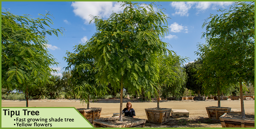 MONTHLY LANDSCAPE & GARDEN TIPS (JUNE)