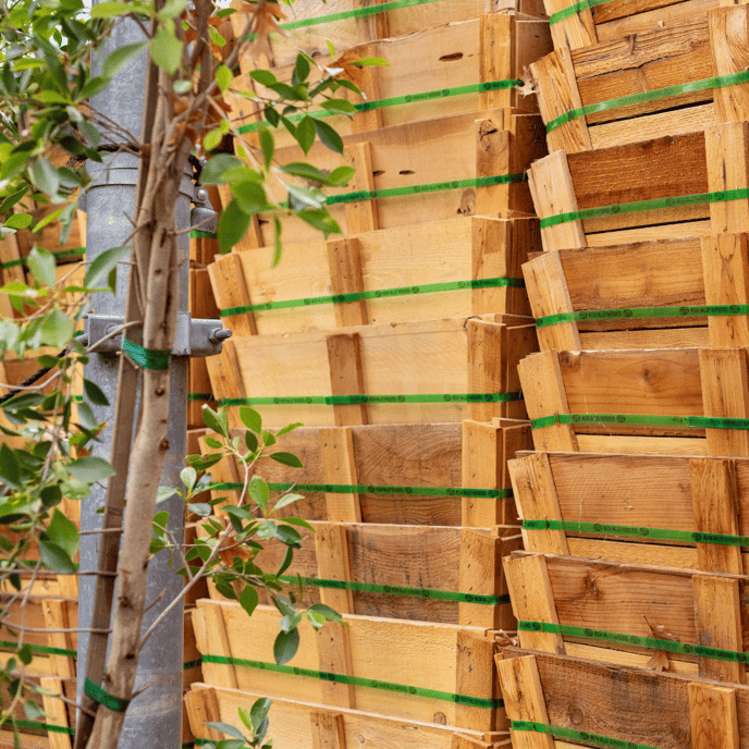 Why Container-Grown Trees Are the Top Choice For Your Yard