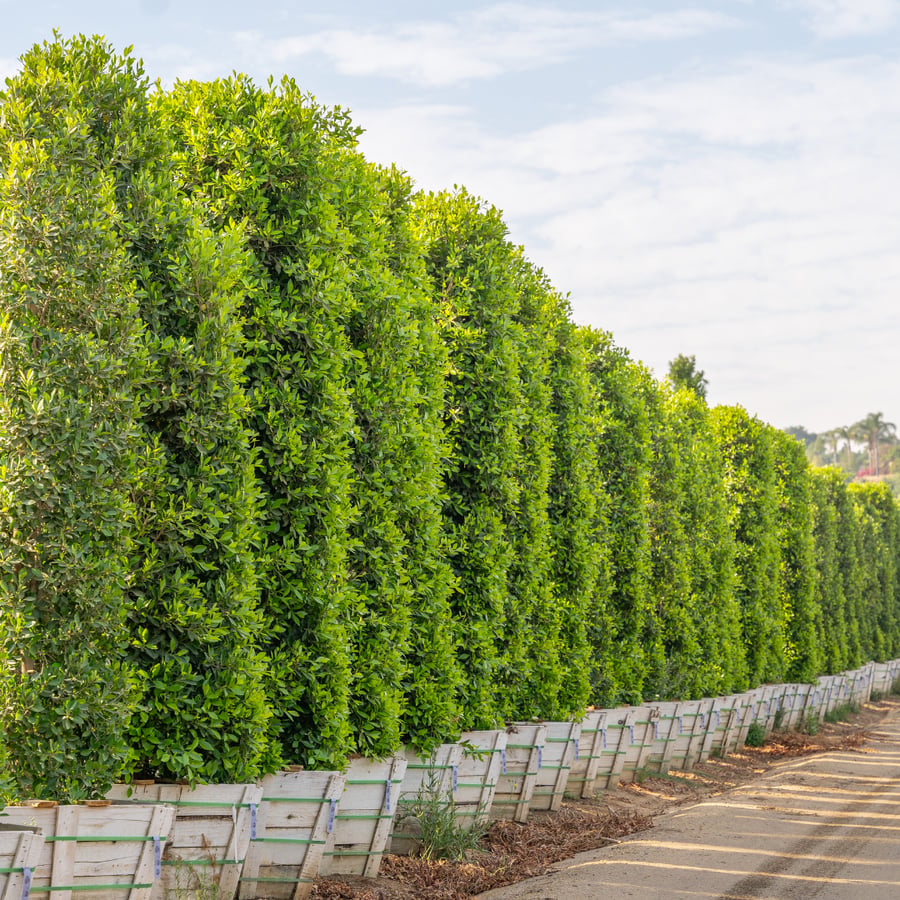 Top 10 Trees & Shrubs For A Privacy Hedge