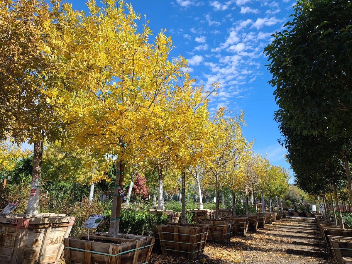 The 5 Best Fall Color Trees for Houston