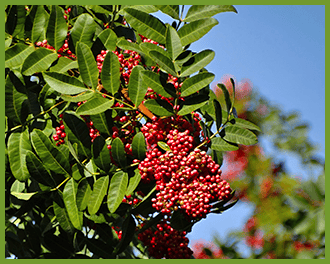 Brazilian Pepper: Shade Tree With Splashes of Color