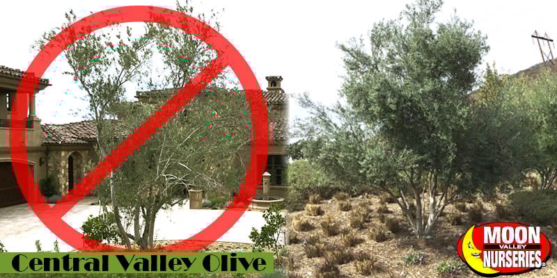 Fruiting Olive VS Fruitless Olive Trees: Which Do You Need? Fruiting Olive VS Fruitless Olive Trees: Which Do You Need?