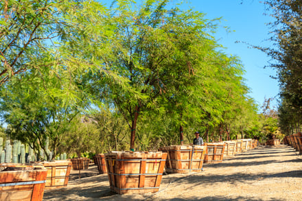 What are the different types of mesquite trees?