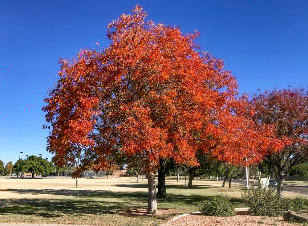 FROM OUR FARMS TO YOUR YARD: NO ONE DOES IT BETTER!