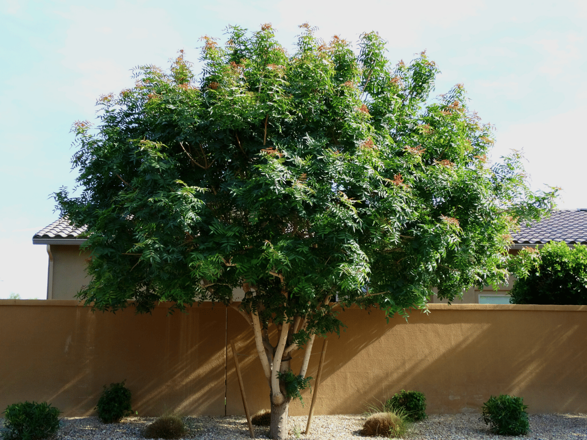 7 Best Fast-Growing Trees for Vibrant Fall Color in Arizona
