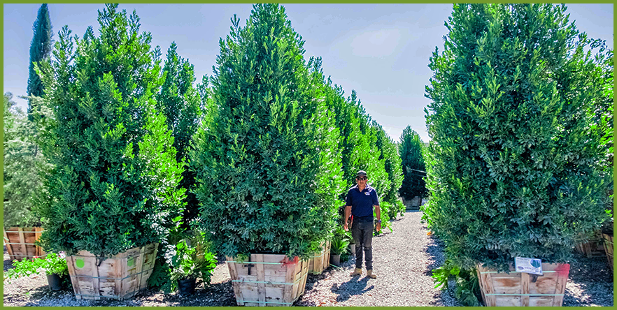 Top 5 Hollywood Style Hedges