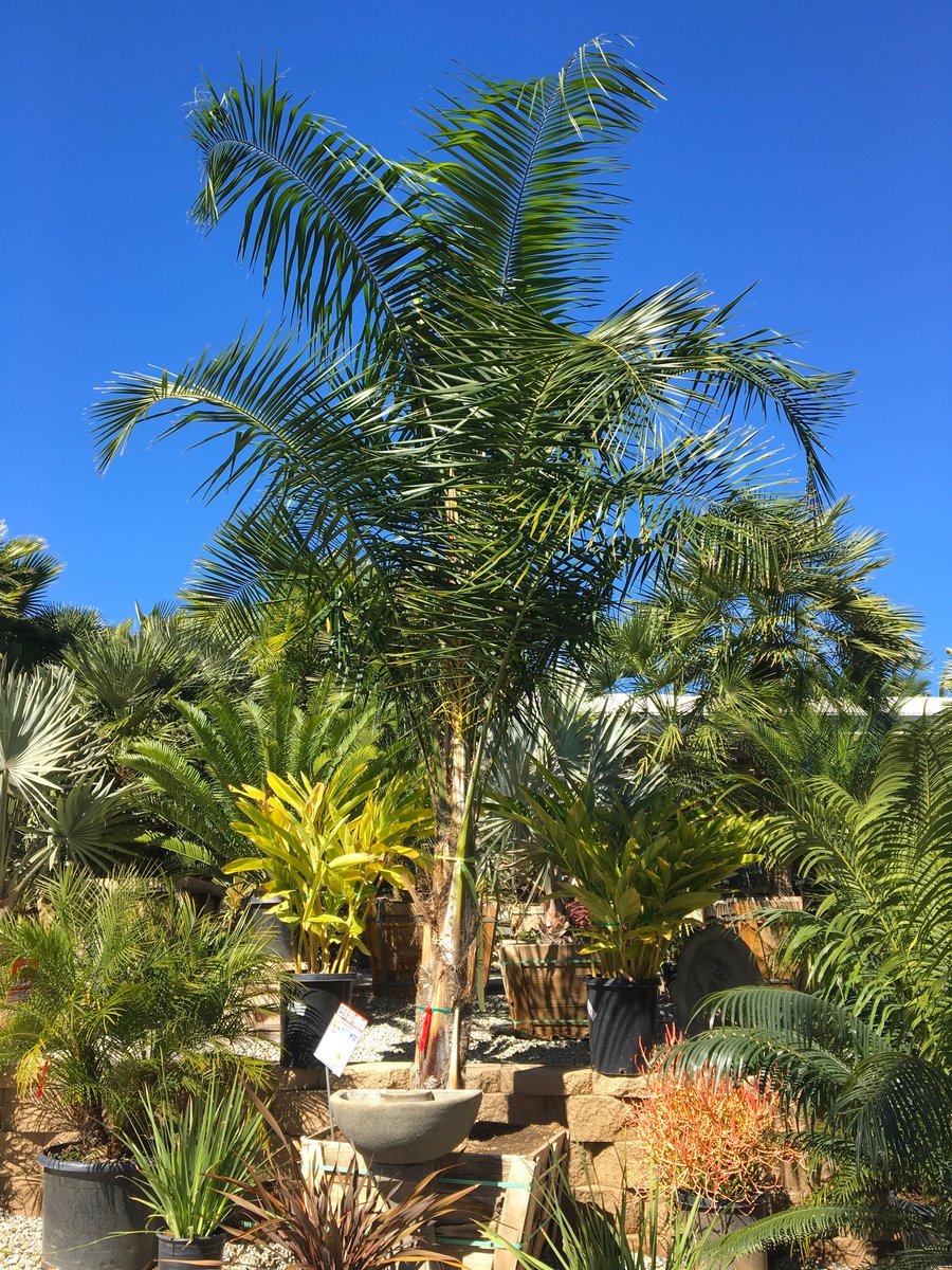 Types of Palms To Plant in spring