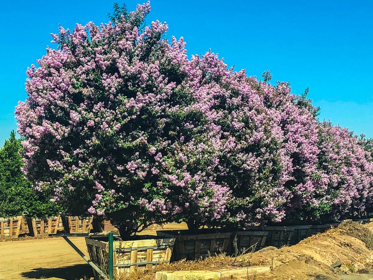 The Crape Myrtle: A Beloved Flowering Tree With Brilliant Fall Color