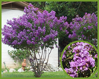 Top Trees For Purple Flowers In Spring And Summer