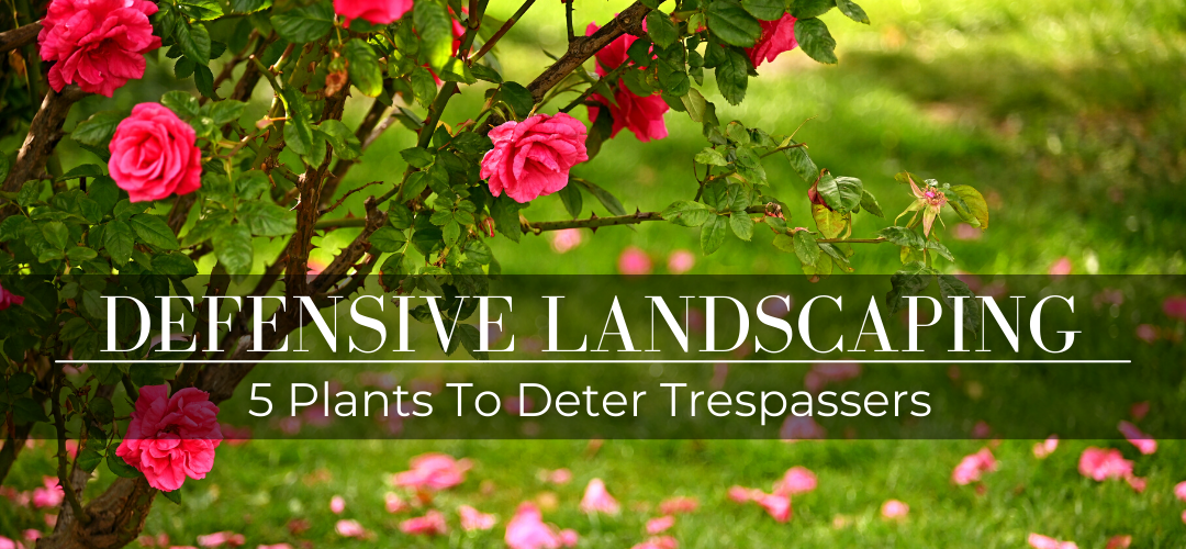 DEFENSIVE LANDSCAPING: 5 PLANTS TO DETER TRESPASSERS