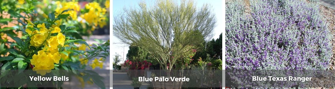 Native Plants Perfect for the Southwest