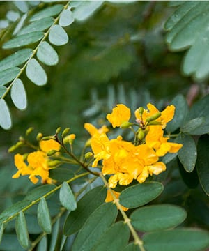 The World Famous Tipu Tree