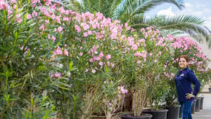 5 Evergreen Trees for Front Yard Privacy in Arizona