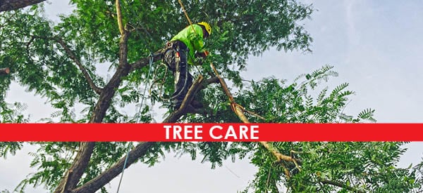 Moon Valley Nurseries Tree Services in Nevada